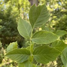 Plant Communities | CMP Tree Selection Tool